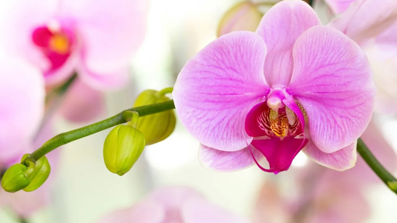 Як часто поливати орхідею щоб вона цвіла роками усі хитрощі садівників Читайте на Ukr Net